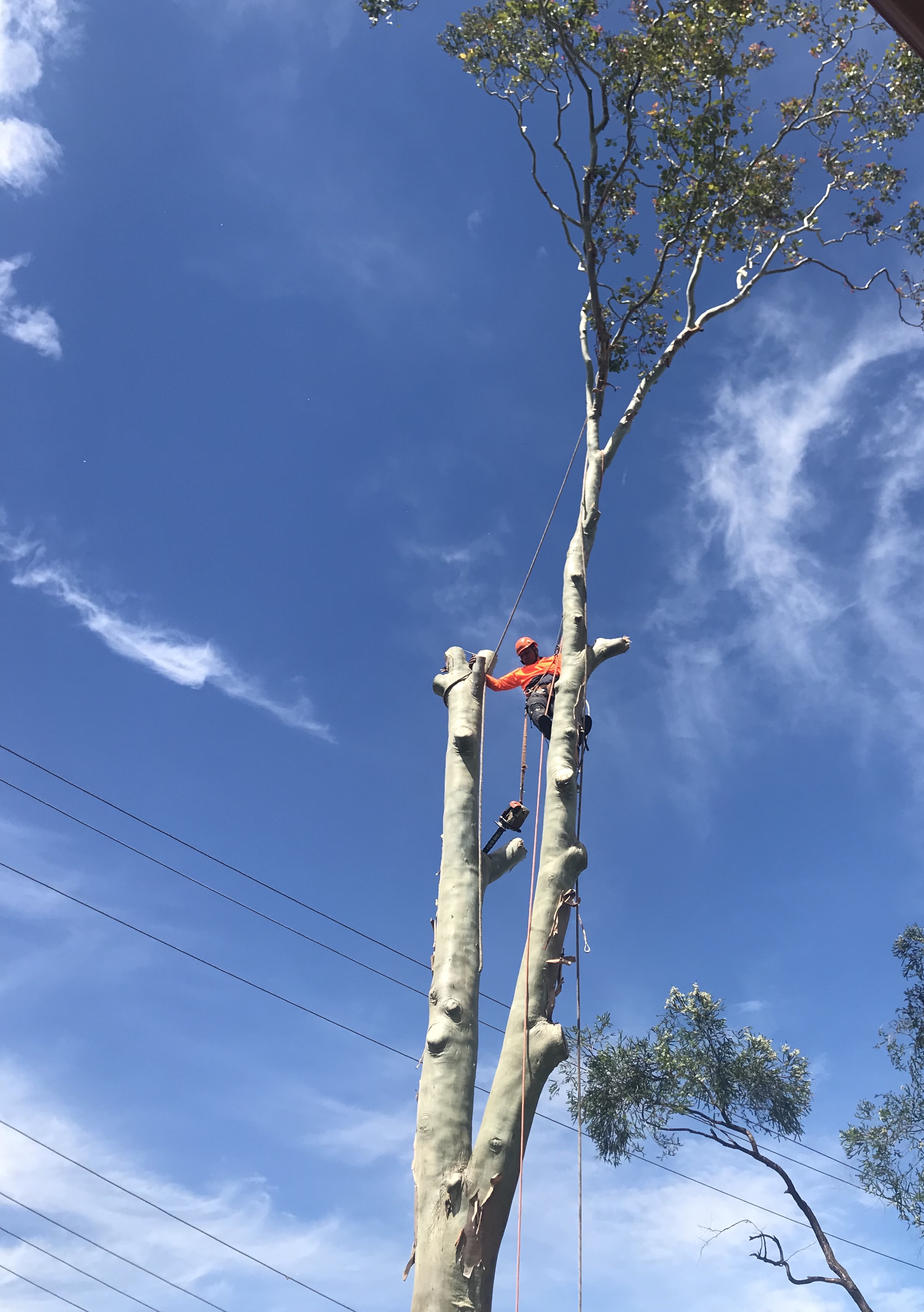 Chilla's Tree Services – Loganlea QLD – 48 Reviews